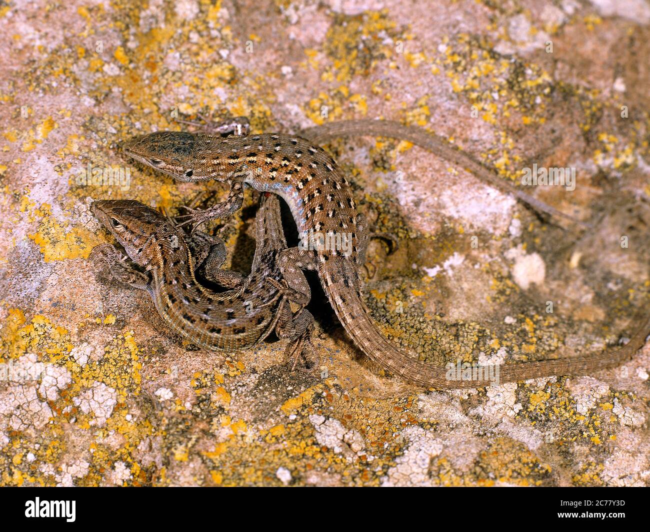 Iberian Wall Lizard (Podarcis hispanicus). Couple in mating season ...