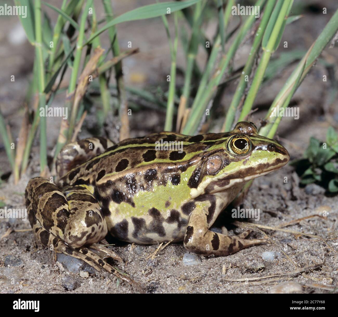 Marsh frog rana ridibunda on hi-res stock photography and images - Alamy