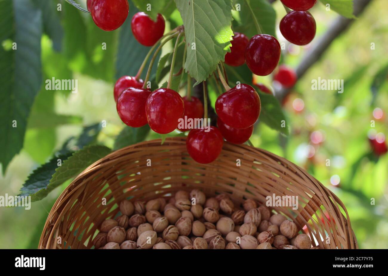 The picture shows many cherry stones and cherries Stock Photo - Alamy