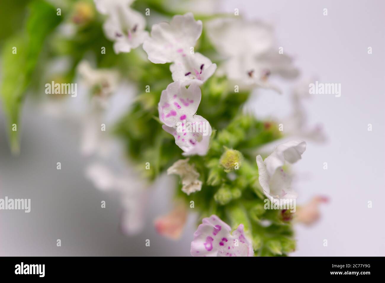 Macro abstract view of tiny white and pink flower blossoms on a sprig ...