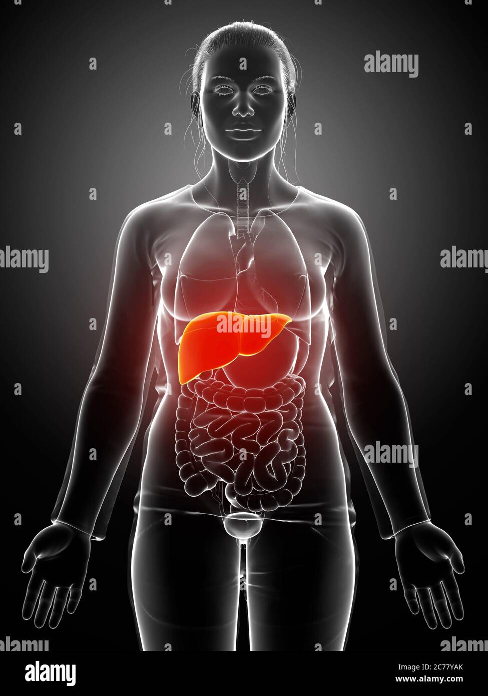 3d rendered, medically accurate illustration of female Liver Anatomy ...