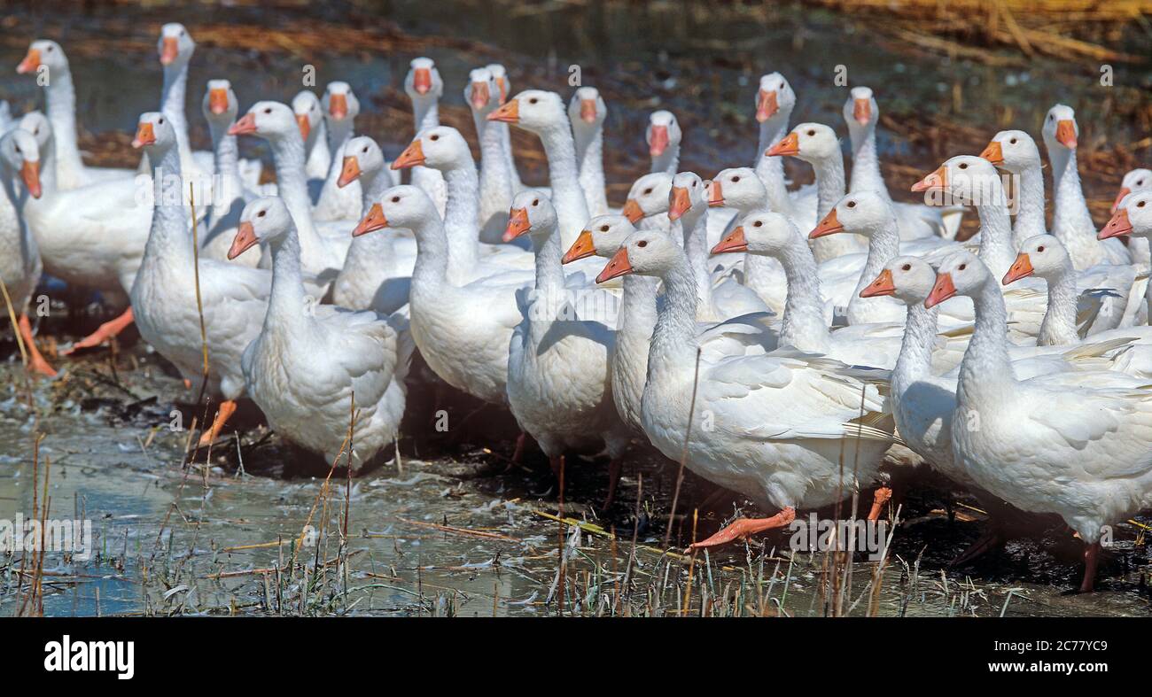 Leaving pond hi-res stock photography and images - Alamy