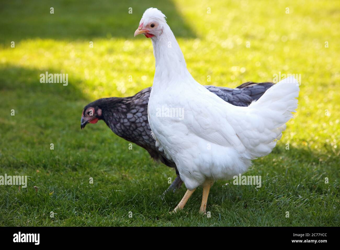 Free range chicken on a traditional poultry farm Stock Photo - Alamy