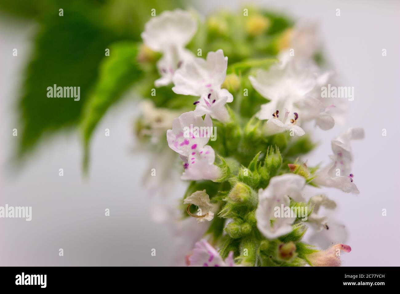 Macro abstract view of tiny white and pink flower blossoms on a sprig ...