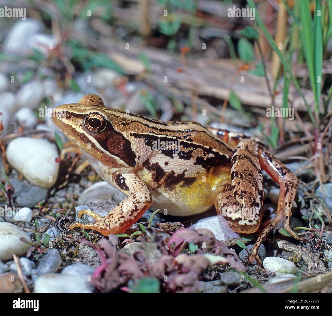 Agile Frog (Rana dalmatina). Adult siting on dry pond floor. The ...