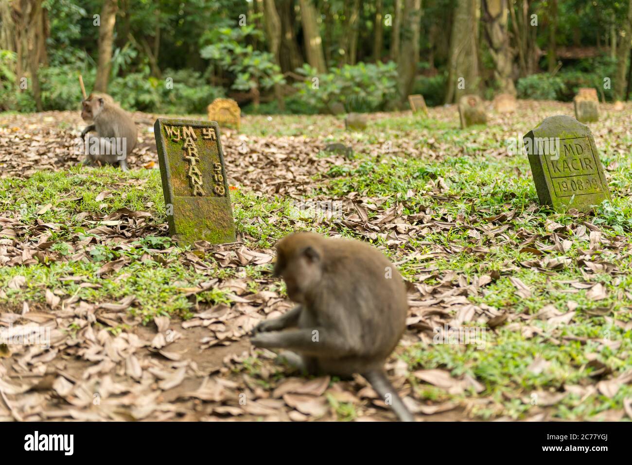 Monkeys in Ubud Bali Stock Photo - Alamy