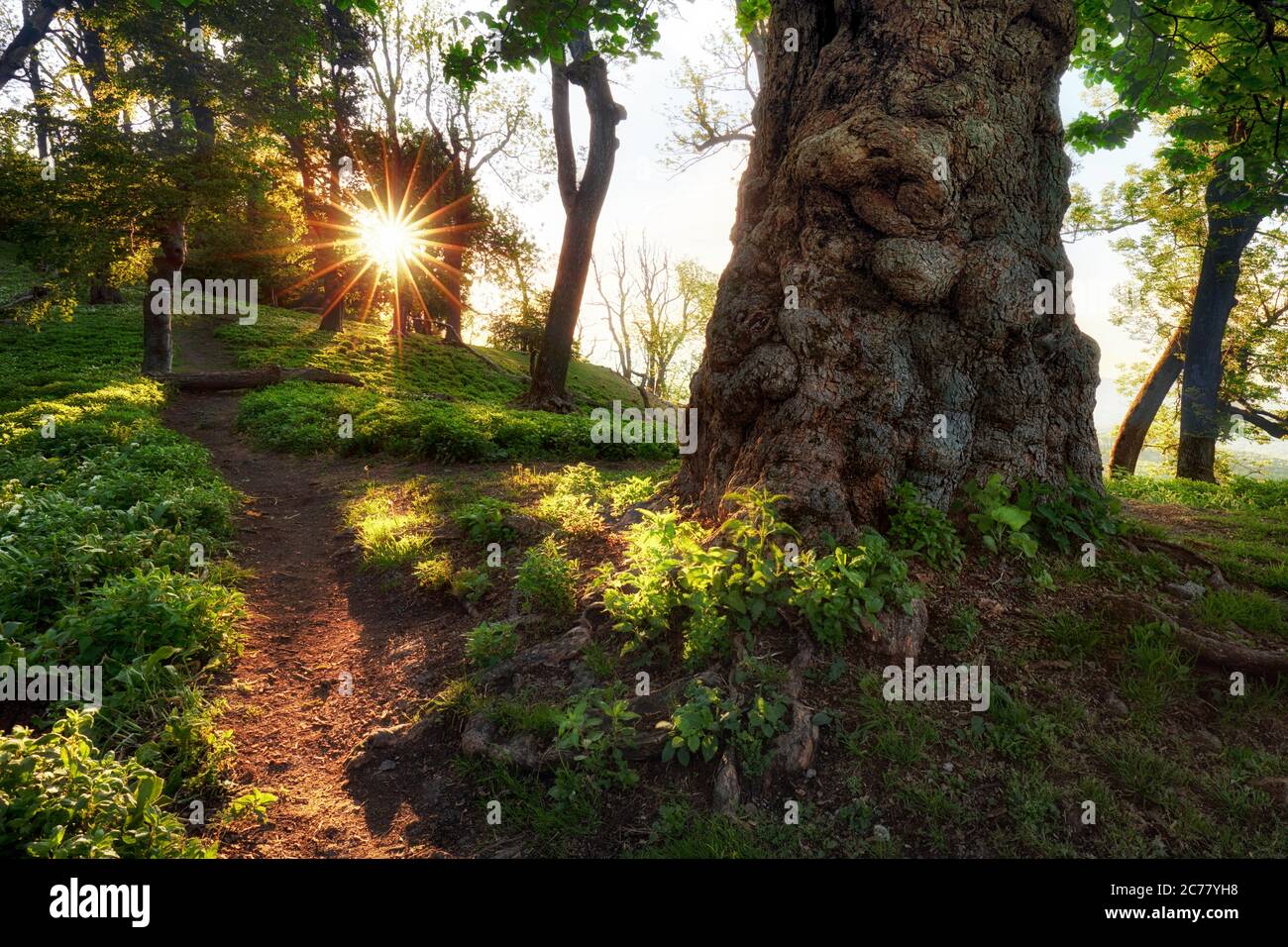 Tree roots and sunshine in a green forest Stock Photo - Alamy