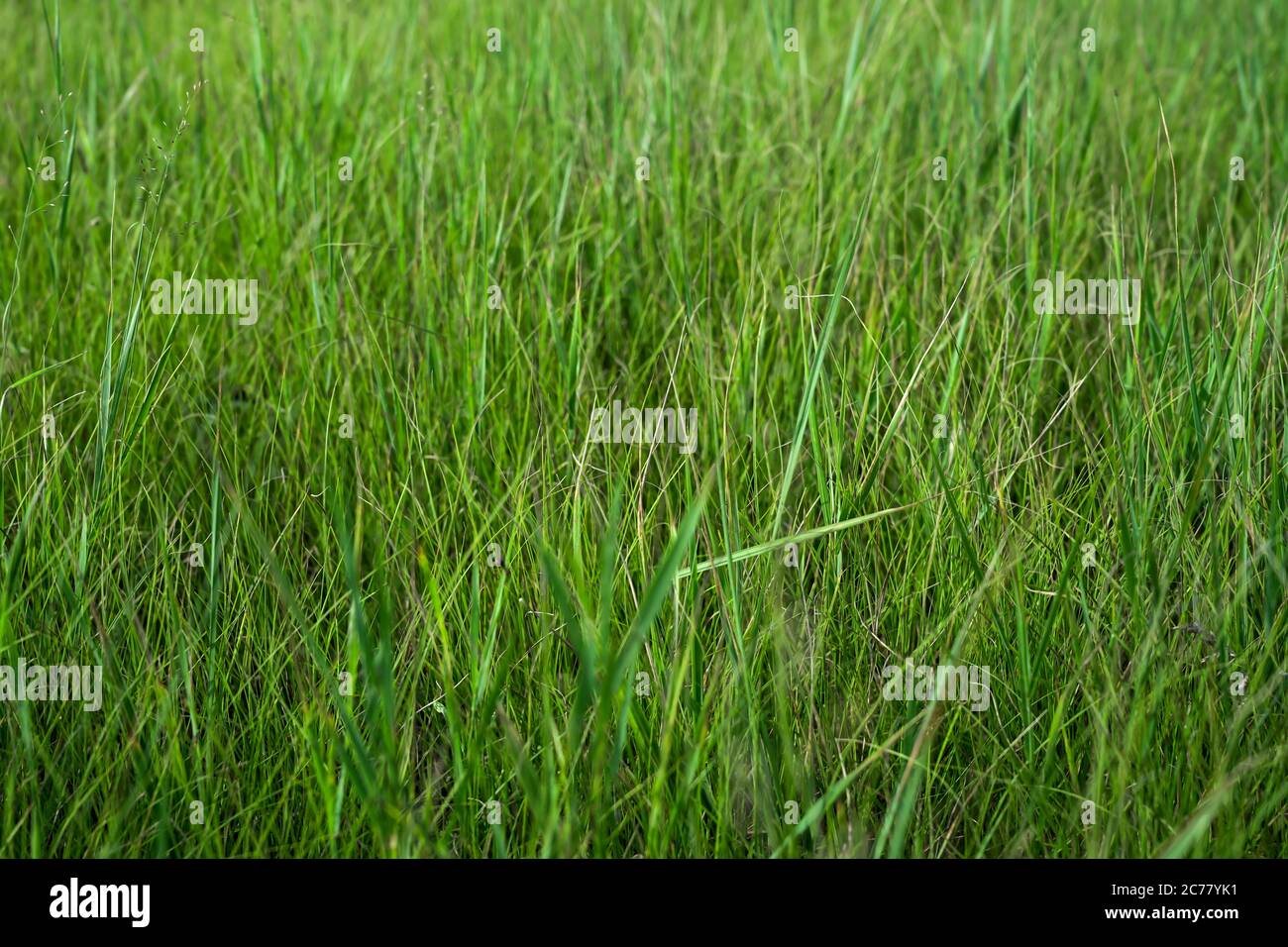 Shallow green hi-res stock photography and images - Alamy