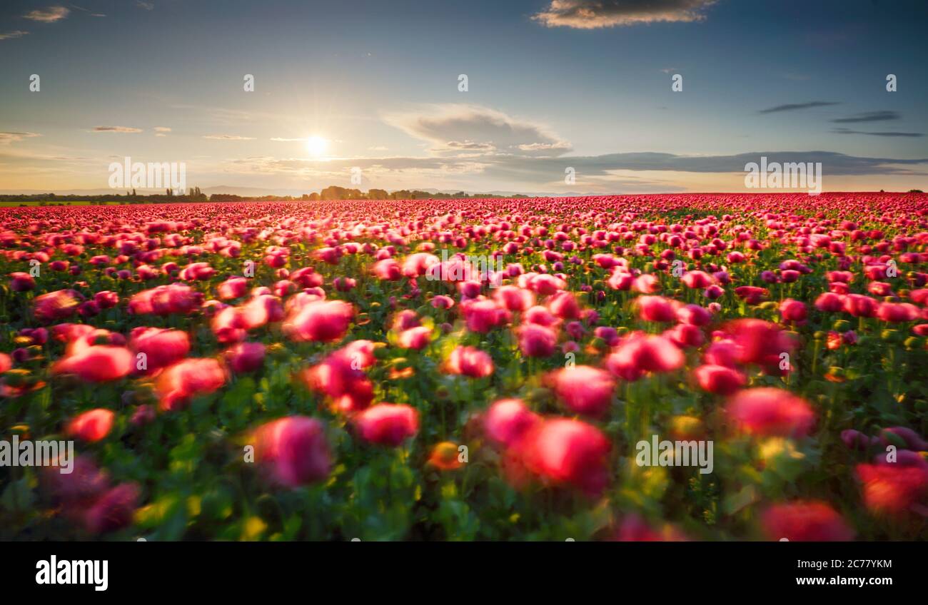 Purple poppy field hi-res stock photography and images - Alamy
