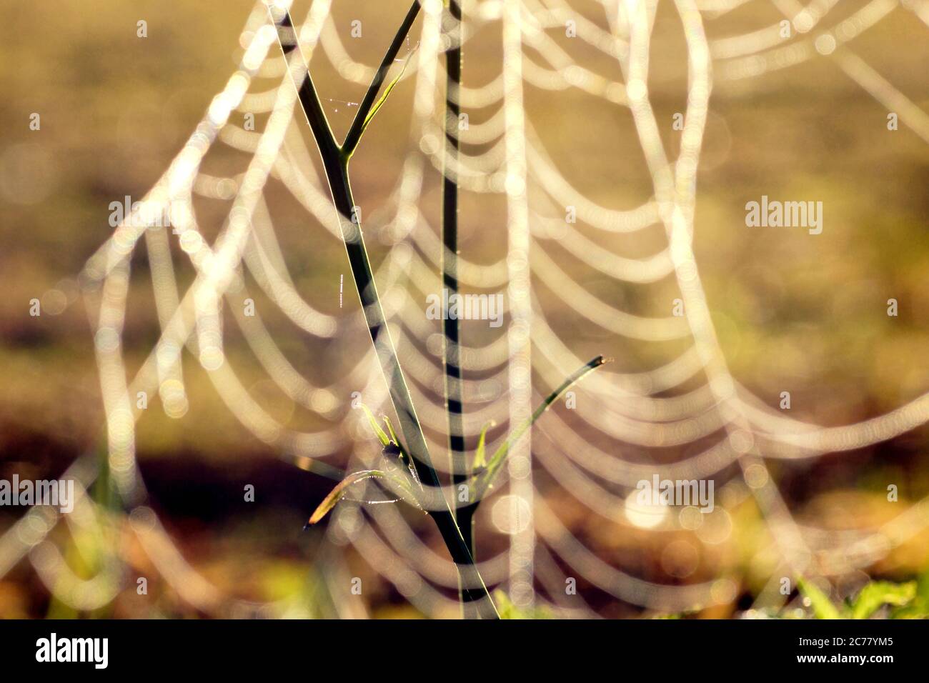 plant stem and cobweb in the morning dew illuminated from behind Stock ...