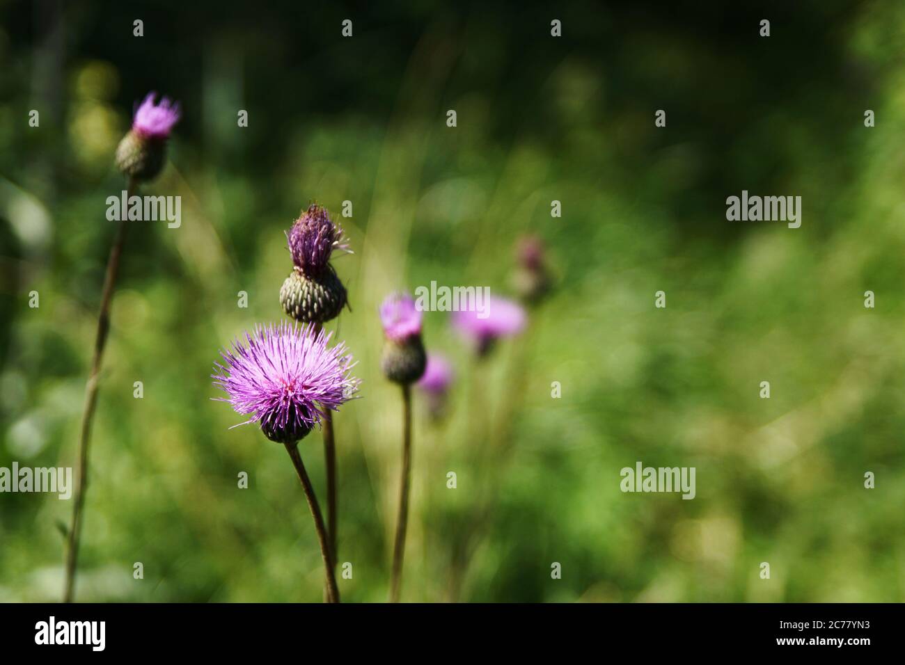 violet flowers in a row on a green background Stock Photo - Alamy