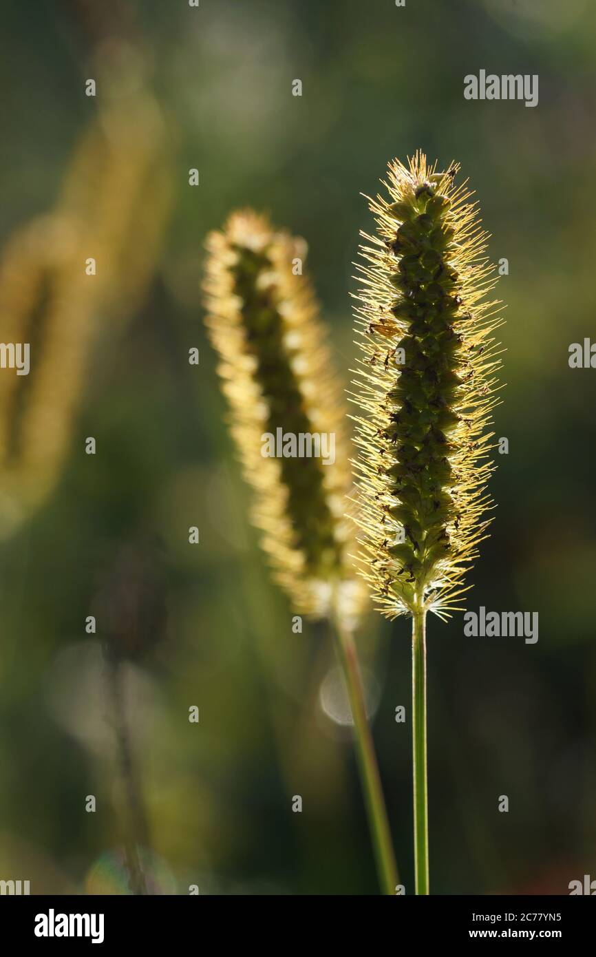 a spike of grass illuminated from behind in a summer meadow Stock Photo ...