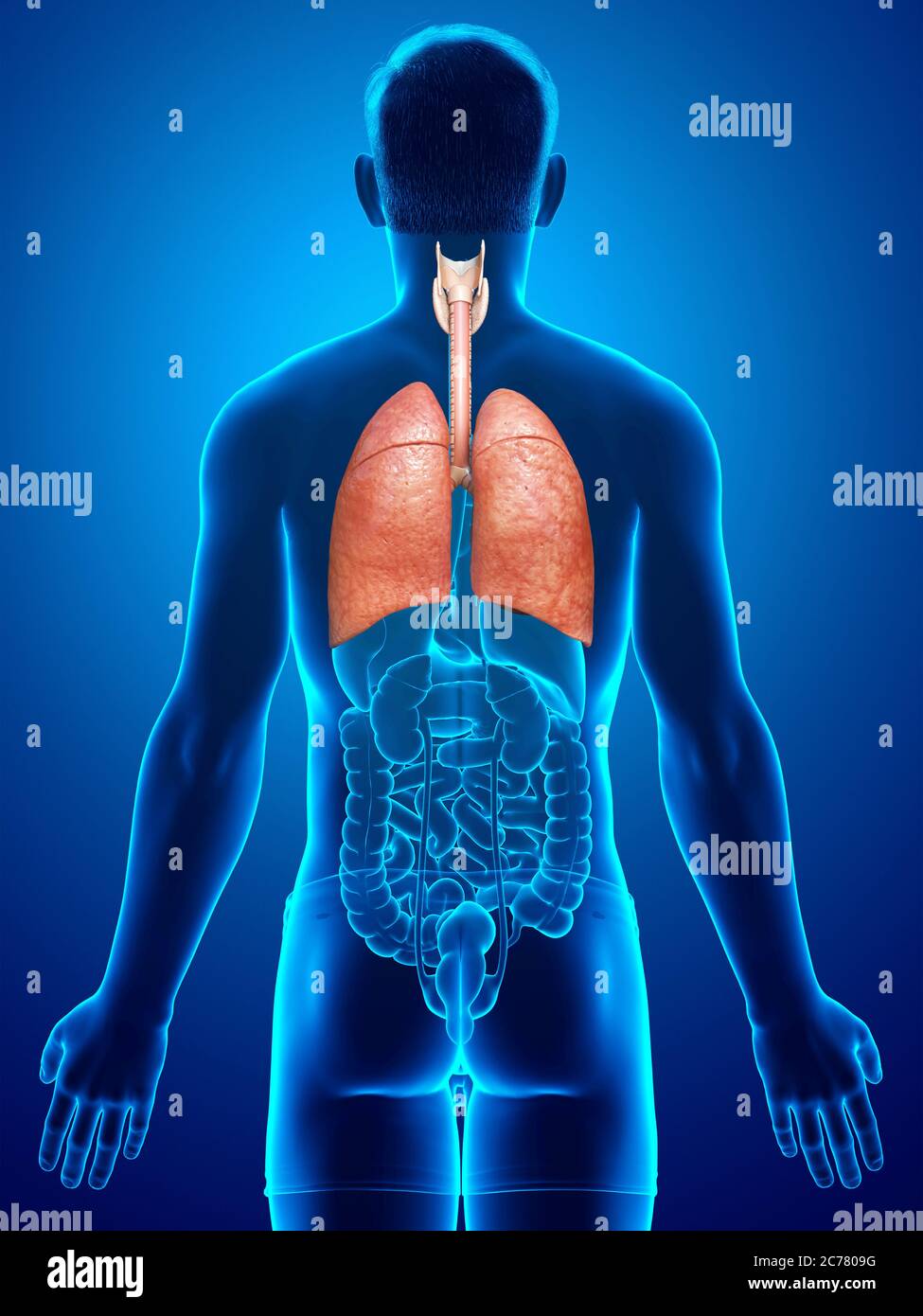3d rendered, medically accurate illustration of a male lung anatomy ...