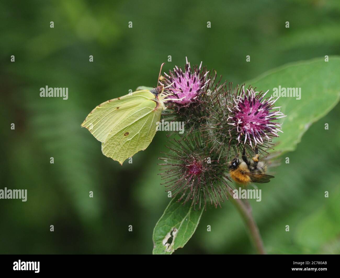 Brimstone butterfly on thistle flower hi-res stock photography and ...