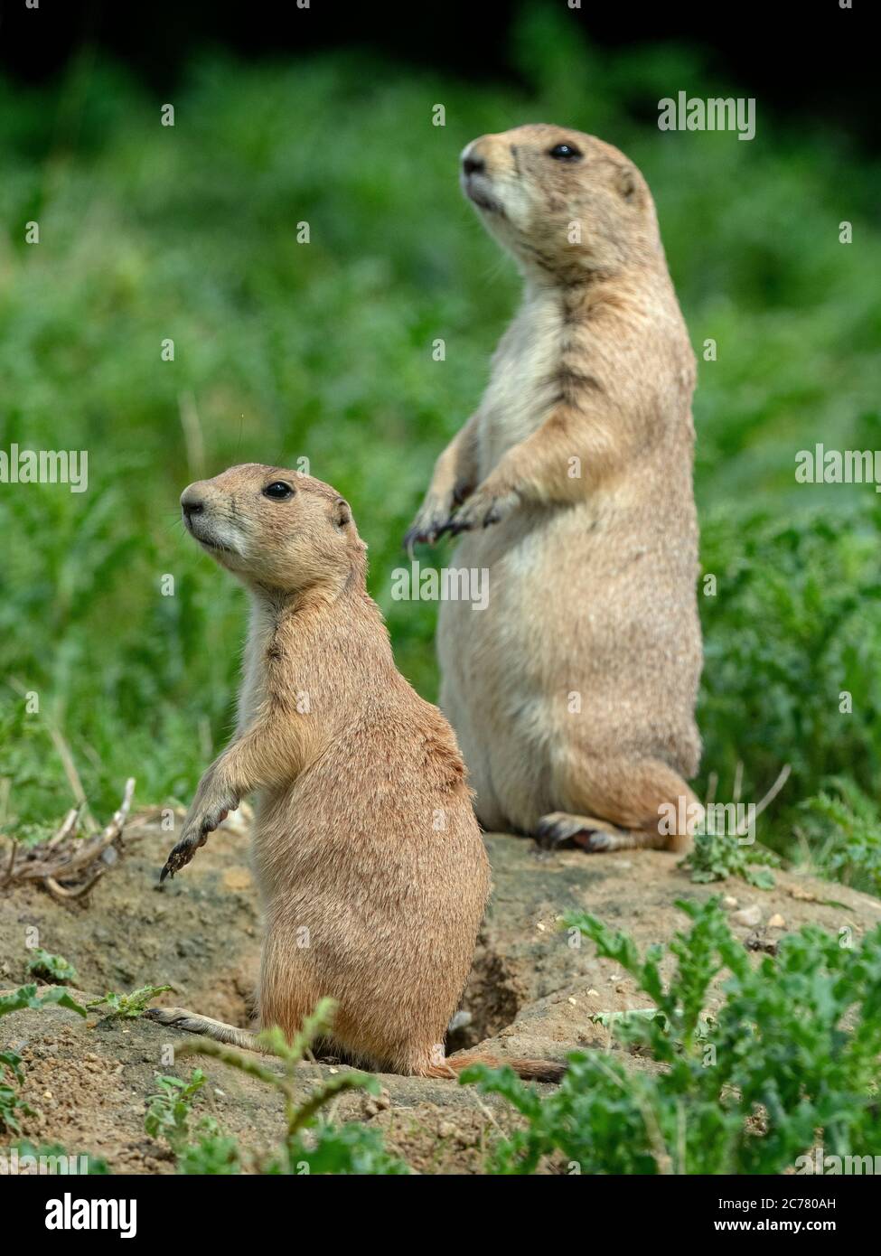 Black-tailed prairie dog Cynomys ludovicianus and young Stock Photo - Alamy