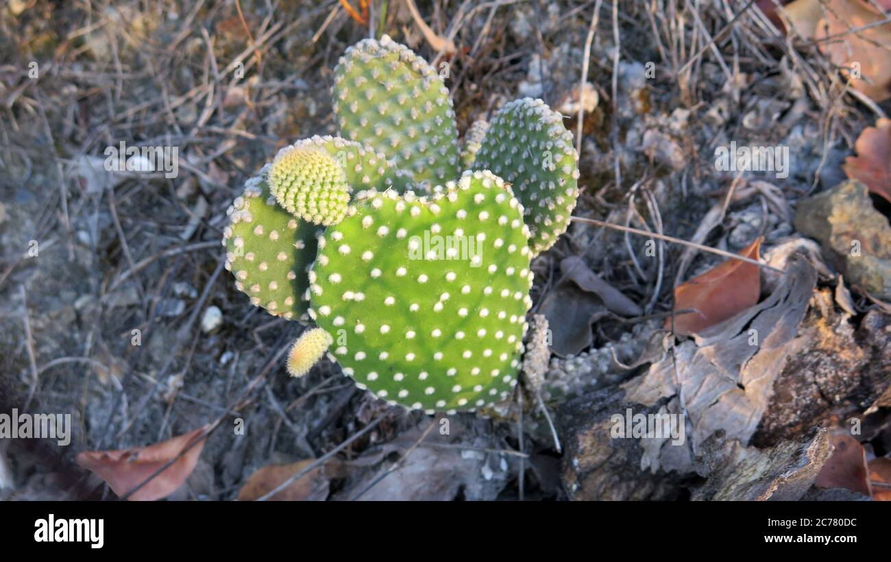 Angel wing or bunnie ear cactus in Andalusian countryside Stock Photo ...