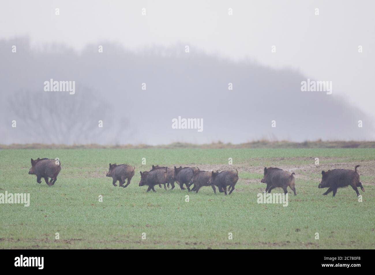 Boar in motion hi-res stock photography and images - Alamy