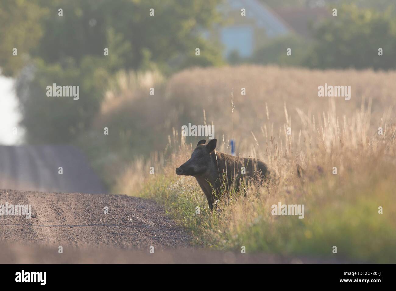 Wild Boar (Sus scrofa). Female crossing a road. Skane, Sweden Stock ...