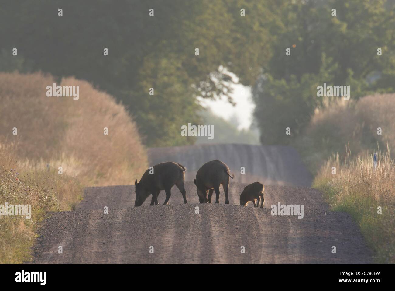 Wild Boar (Sus scrofa). Female and young on a road. Skane, Sweden Stock ...