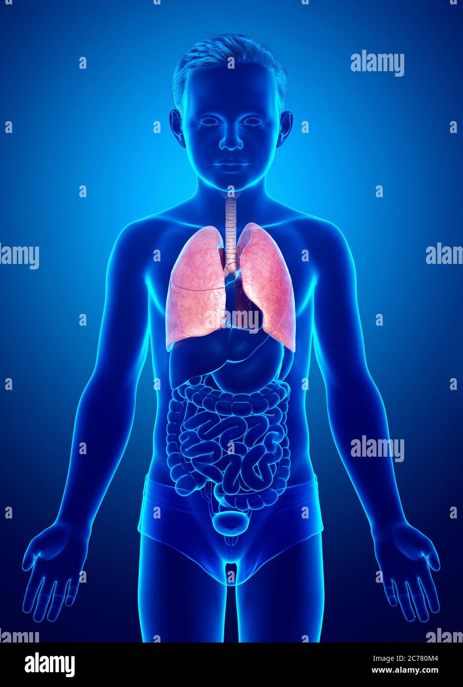 3d rendered, medically accurate illustration of a young boy lung ...