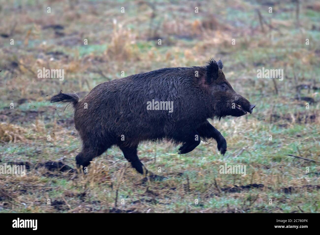 Wild boar (Sus scrofa). Male fleeing. Germany Stock Photo - Alamy