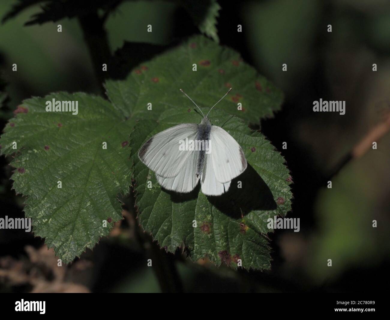 Small White Butterfly Stock Photo - Alamy