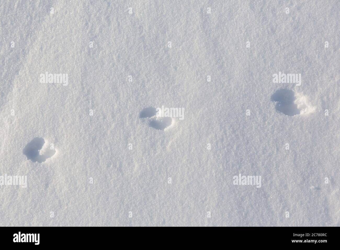 Stoat mustela erminea tracks in snow hi-res stock photography and ...