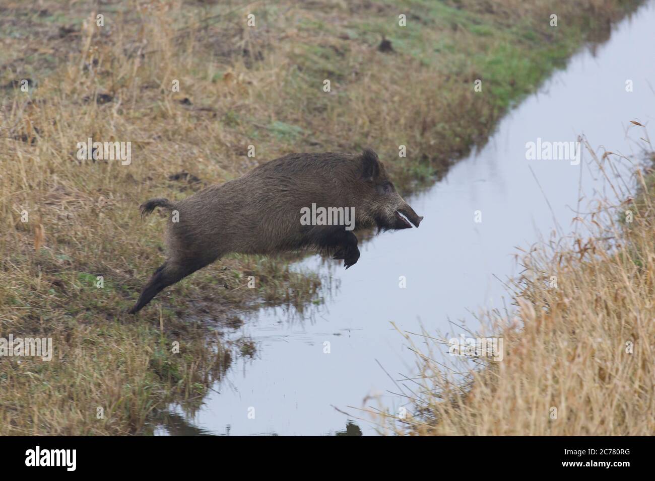 Wild Boar (Sus scrofa). Juvenile jumping over a ditch. Germany Stock ...