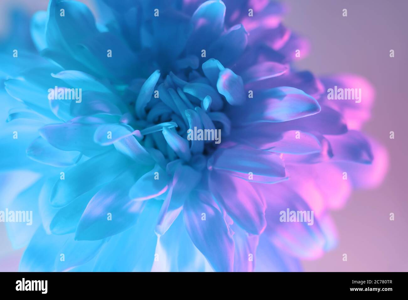 Close up Beautiful flowers in neon light. Minimalism retro style ...