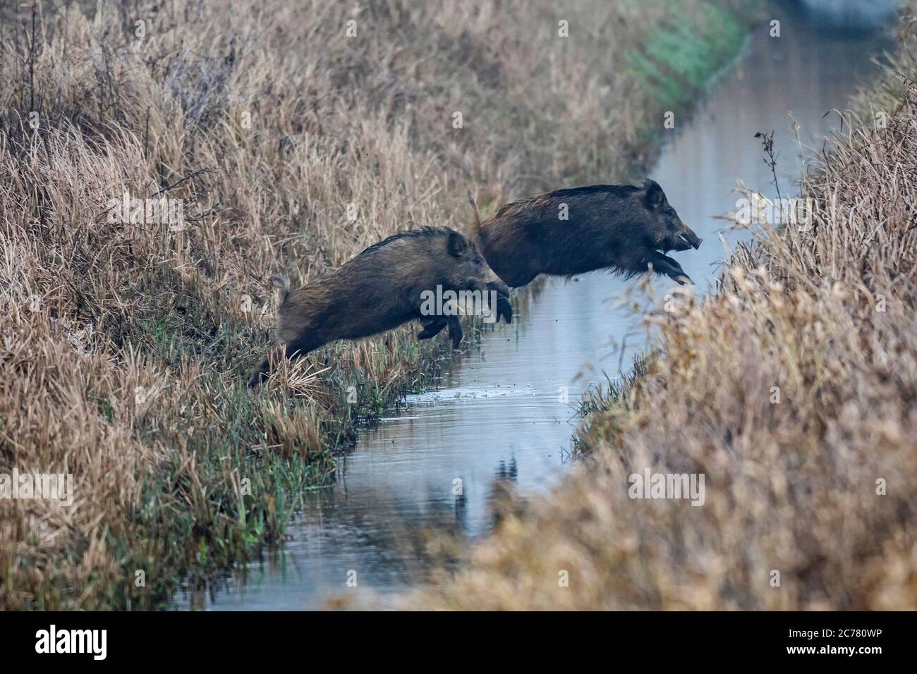 Wild Boar (Sus scrofa). Two juveniles jumping over a ditch. Germany ...