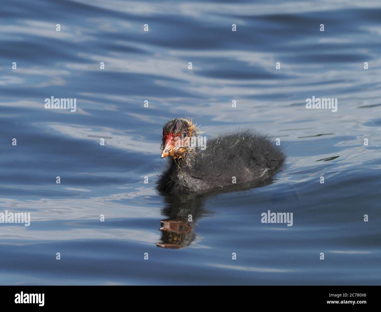 Juvenile coot hi-res stock photography and images - Alamy