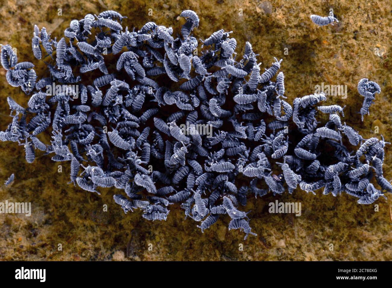 Springtails hi-res stock photography and images - Alamy