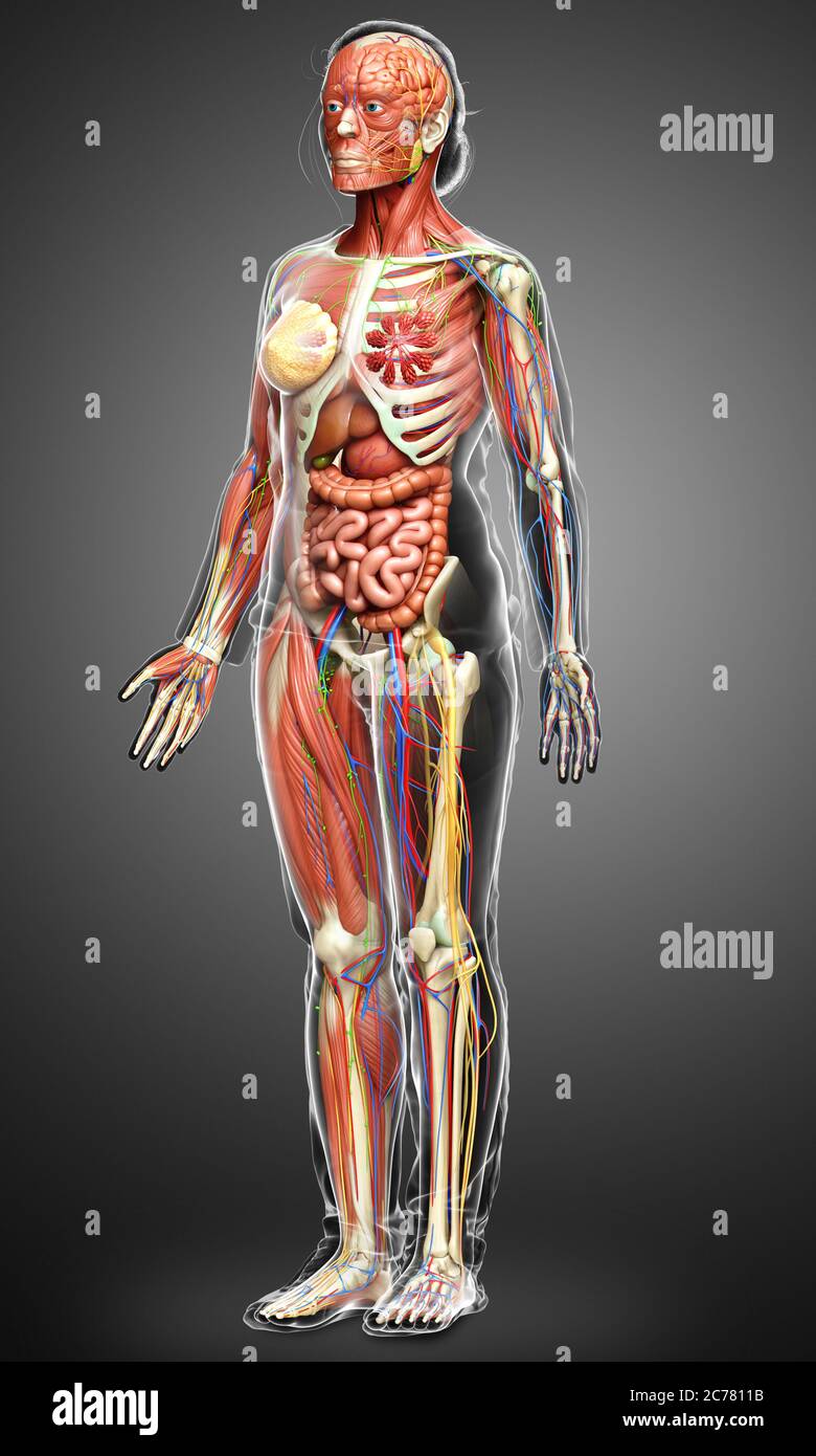 3d rendered medically accurate of the female anatomy Stock Photo - Alamy