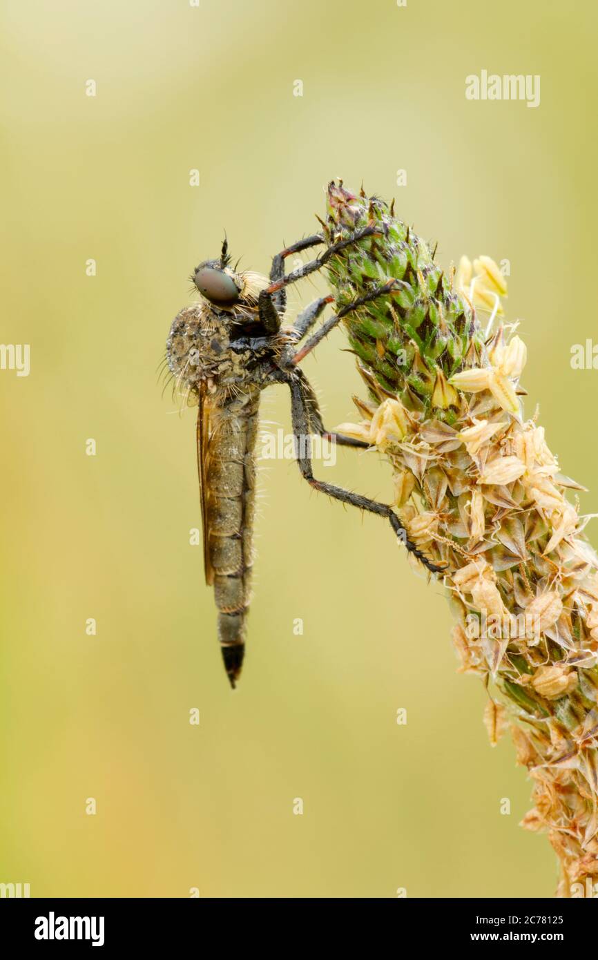 Robber Fly (Machimus arthriticus) on an inflorescence Stock Photo - Alamy