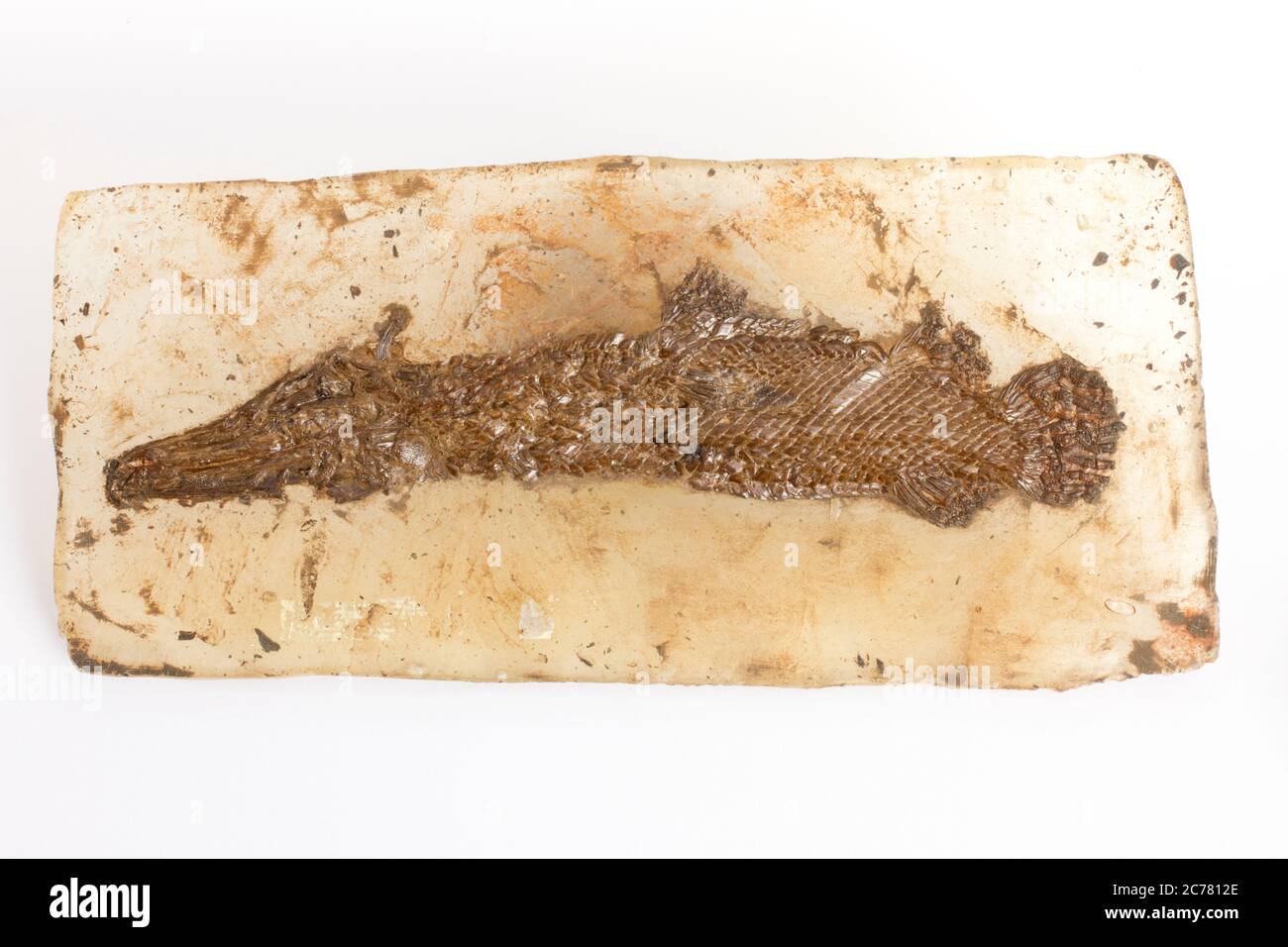 Fossil fish scales hi-res stock photography and images - Alamy