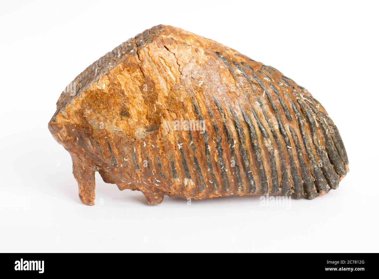Woolly Mammoth (Mammuthus primigenius). Tooth from the North Sea ...
