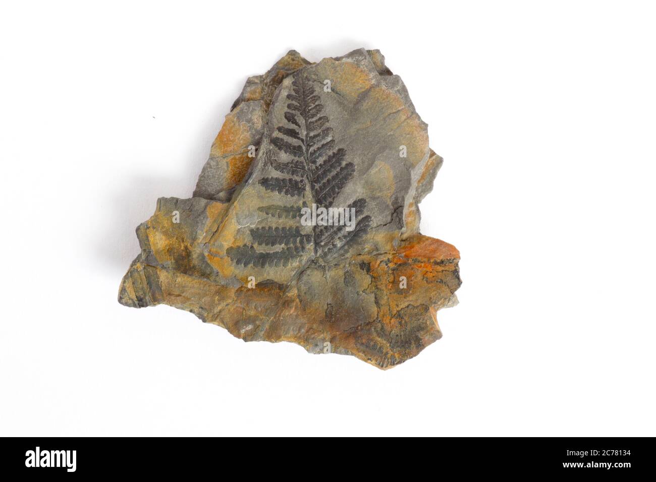 Fossil extinct cut out hi-res stock photography and images - Alamy
