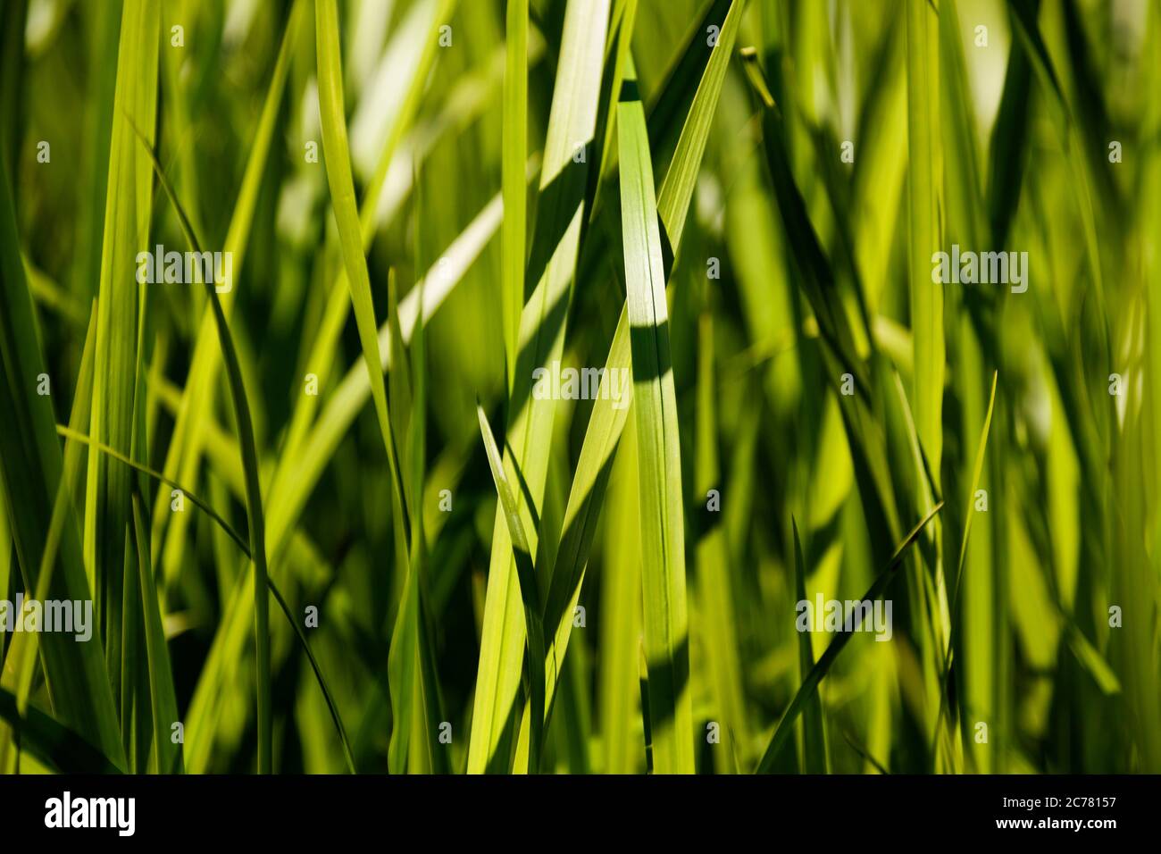 dense vegetation of grass at beach edge Stock Photo - Alamy