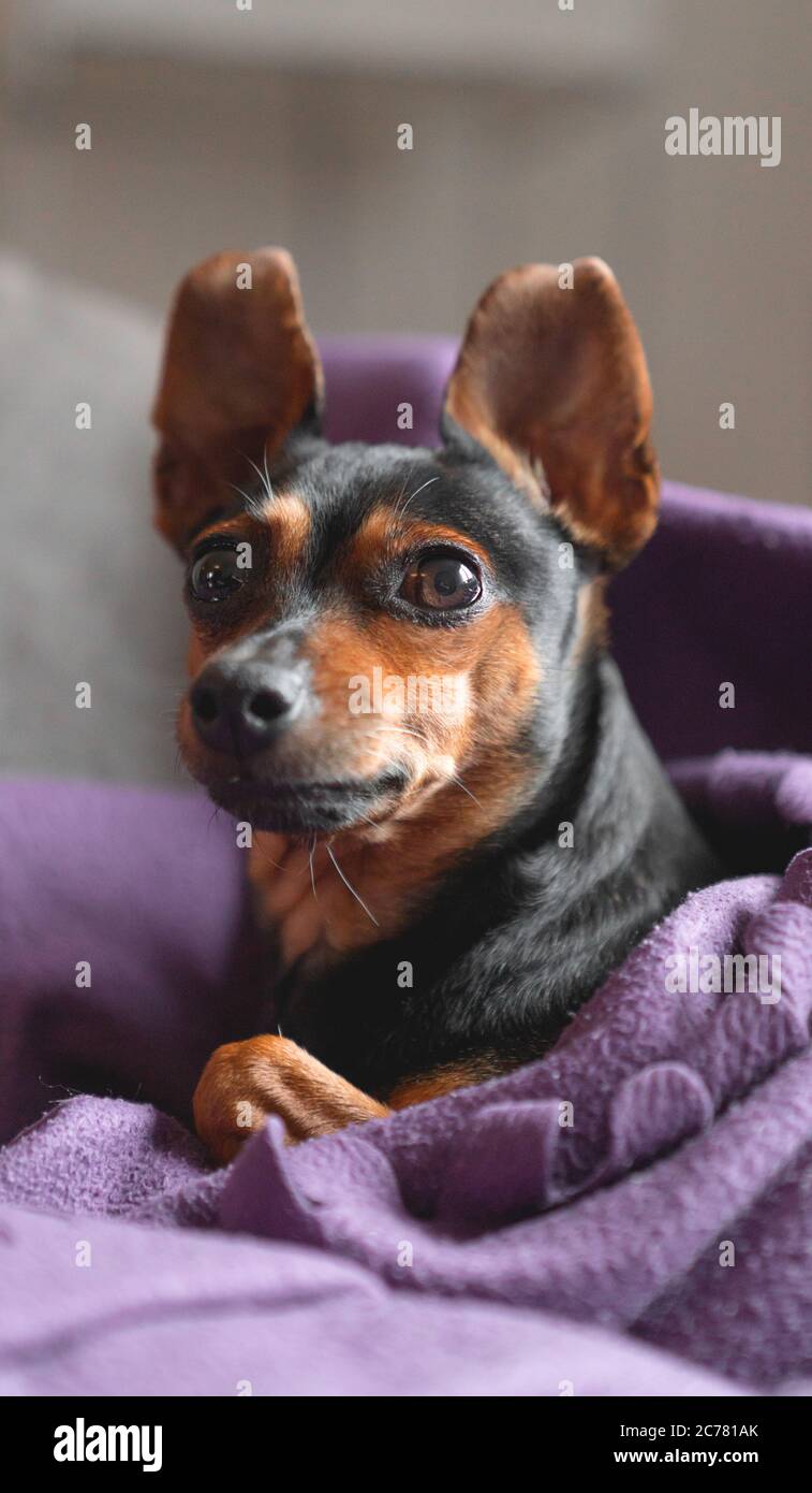 Midget pinscher hi-res stock photography and images - Alamy