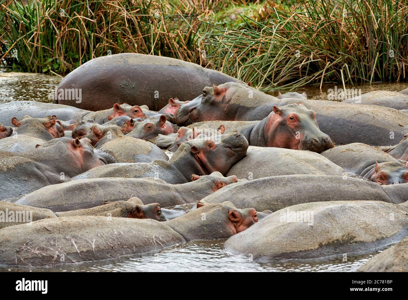 Hippopotamus (Hippopotamus amphibius). Large group in water. Ngorongoro ...