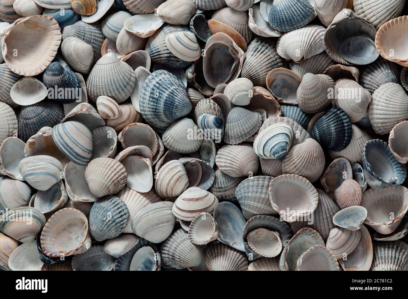 Common Cockles High Resolution Stock Photography and Images - Alamy