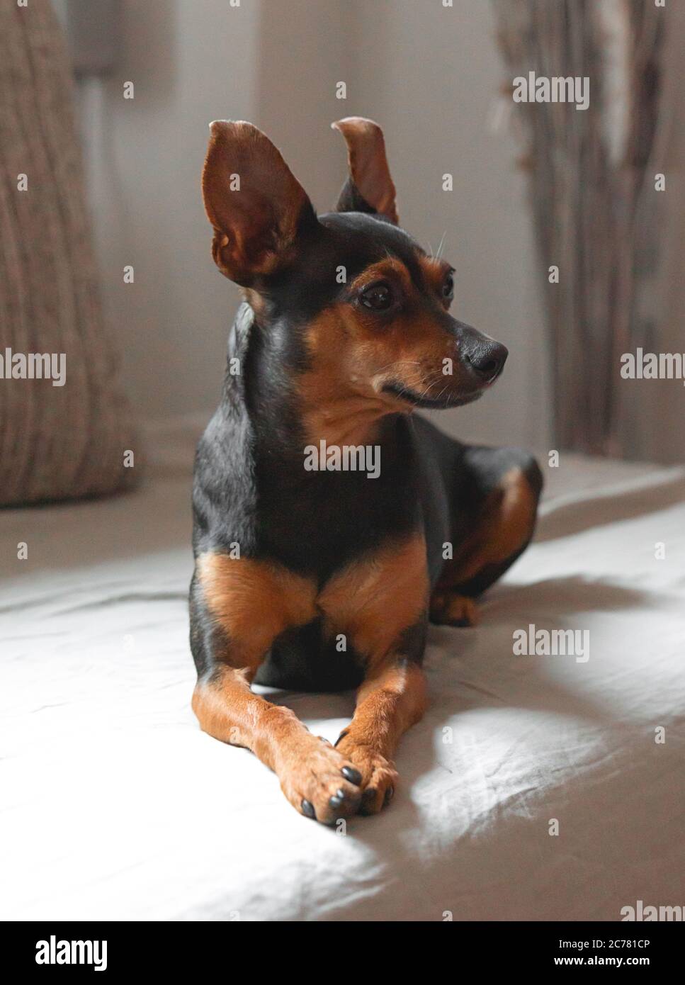 Midget pinscher hi-res stock photography and images - Alamy