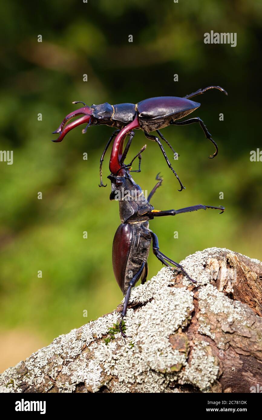 Stag beetle fighting lucanus cervus hi-res stock photography and images ...