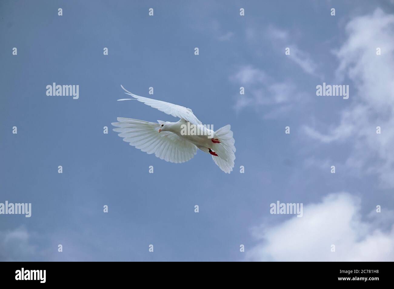 Beautiful white dove in flight hi-res stock photography and images - Alamy