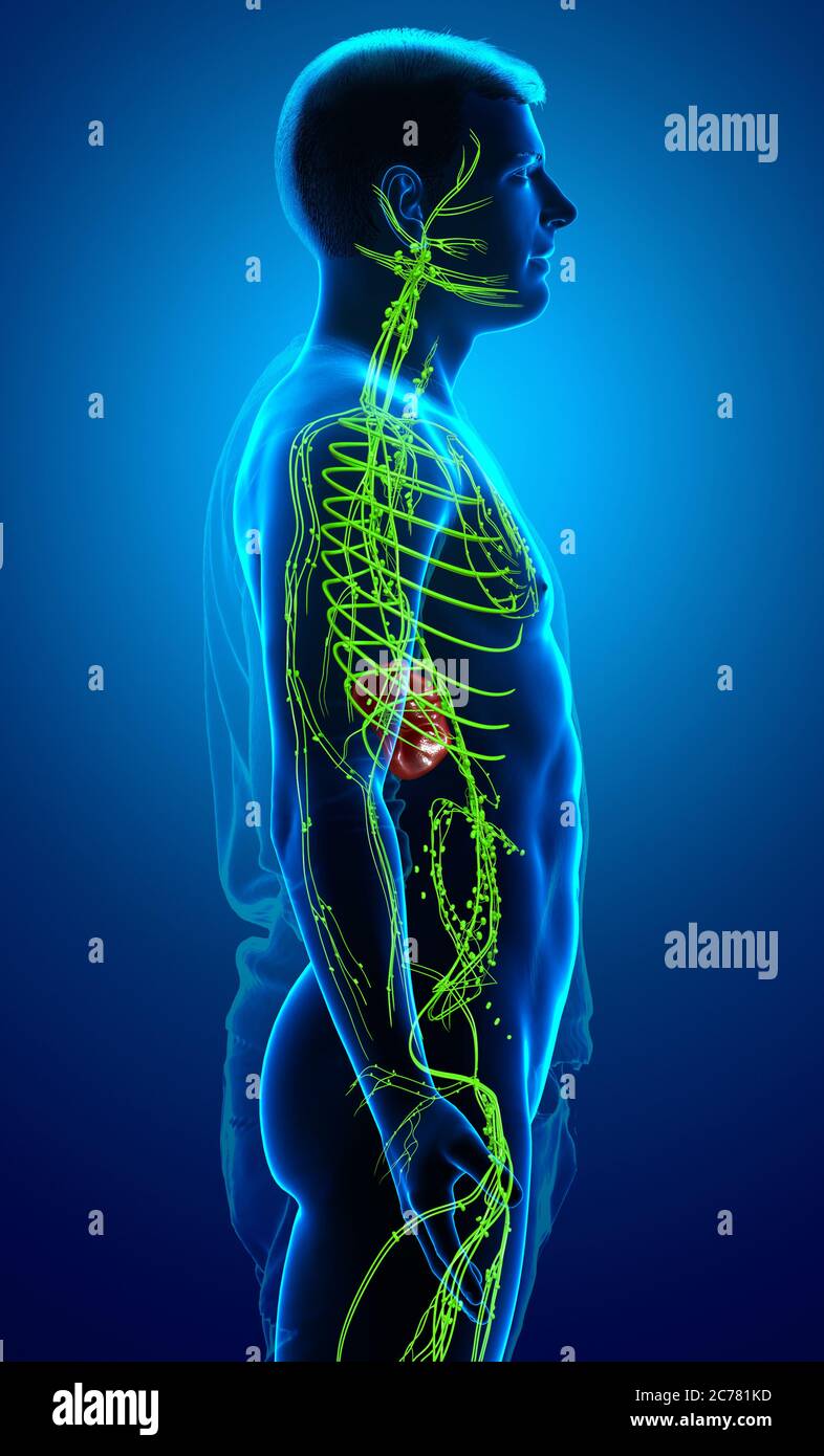 3d rendered medically accurate illustration of a male lymphatic system ...