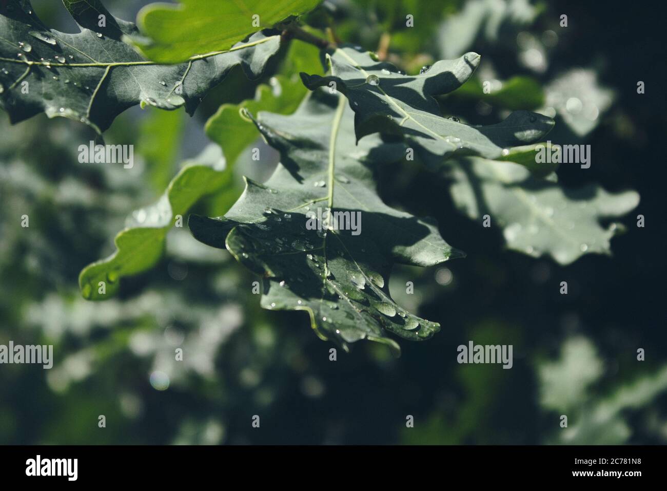 Oak foliage after rain. Oak tree. Green foliage Stock Photo - Alamy