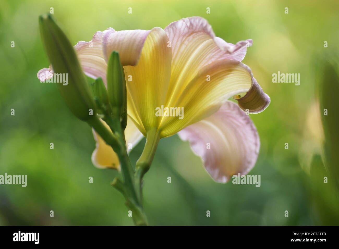 Fuzzy pink flower hi-res stock photography and images - Alamy