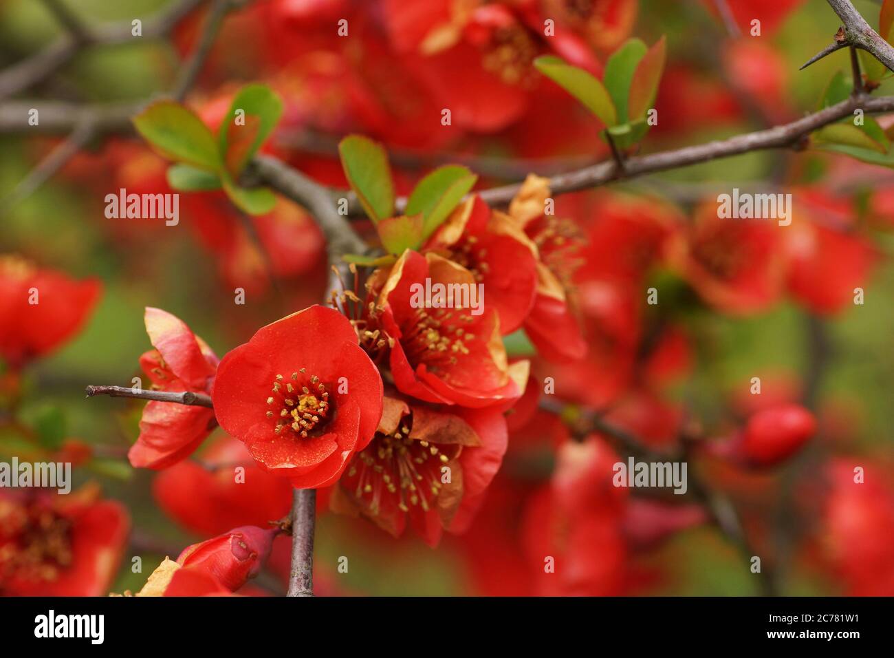 Spring red flowers hi-res stock photography and images - Alamy