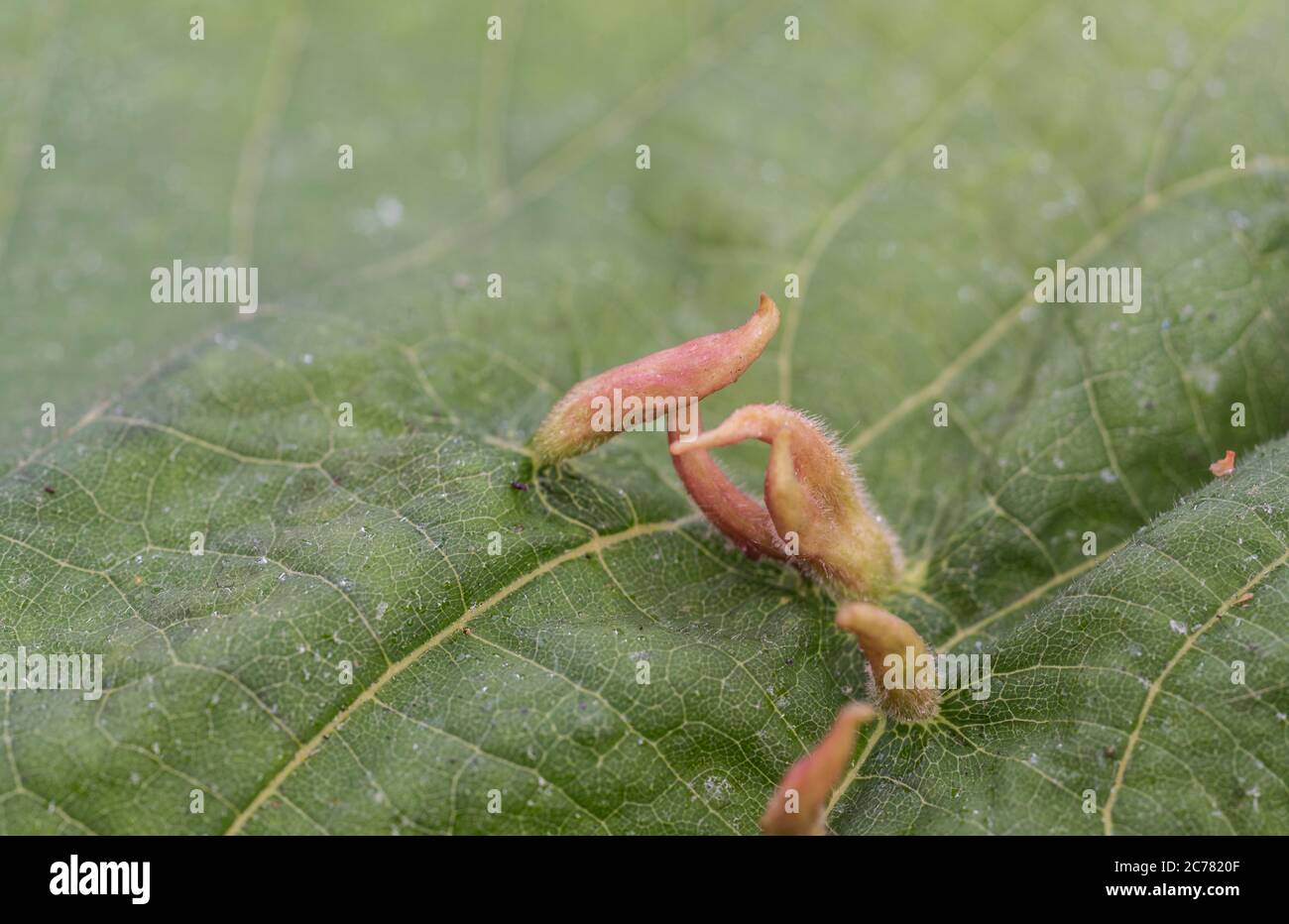Hairy beech gall High Resolution Stock Photography and Images - Alamy