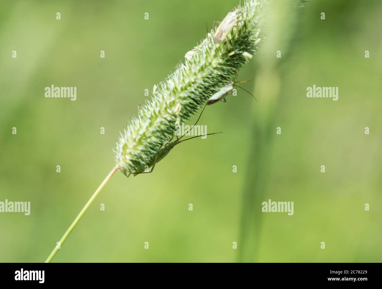 Green Mirid bug (Notostira elongata) on the flowering head of the grass ...